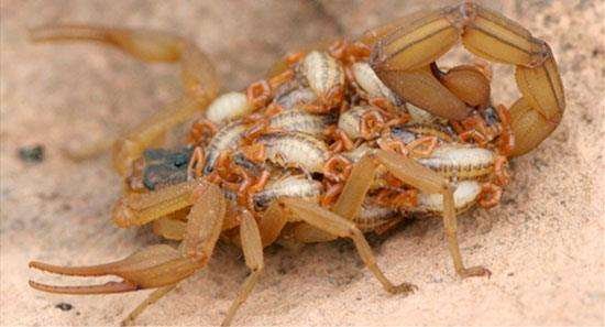 Scorpion Control Phoenix, AZ - Scorpion Guard Pest Control