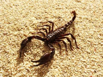 How To Find A Scorpion In Your House - Scorpion Guard Pest Control