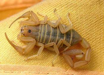 Locating A Scorpion Nest