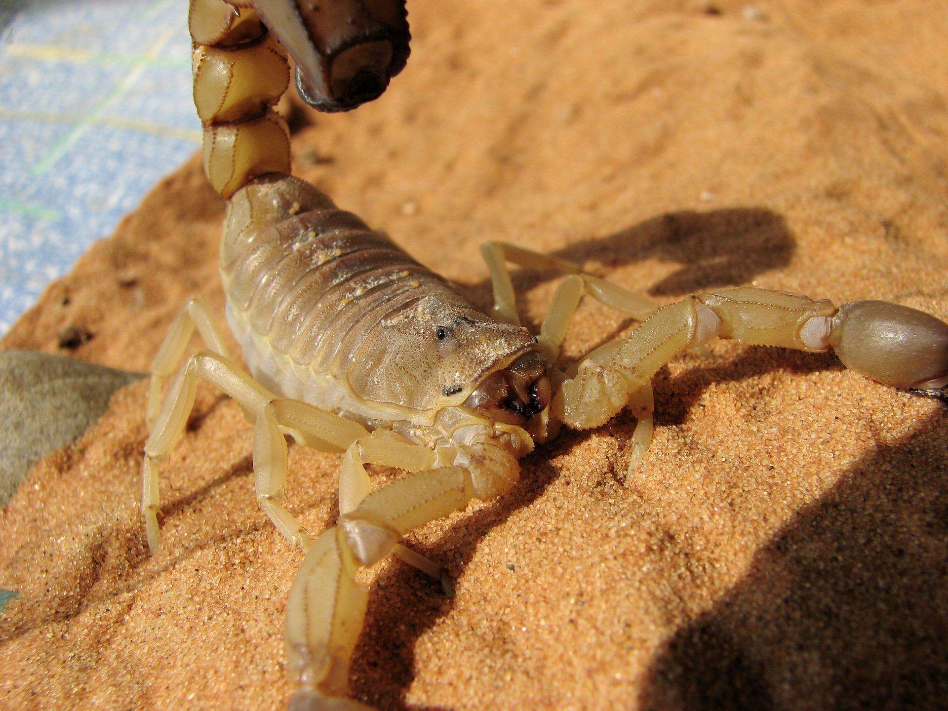 Scorpion Control Apache Junction, AZ - Scorpion Guard Pest Control